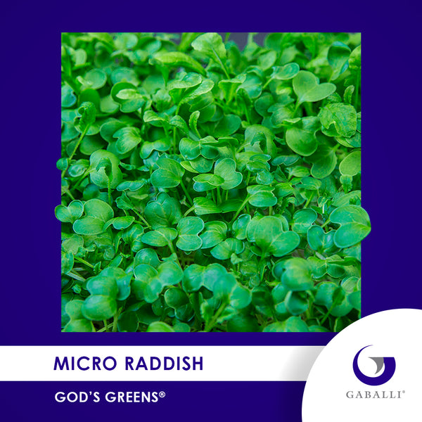Micro Radish Individual Grow Kit – GABALLI®
