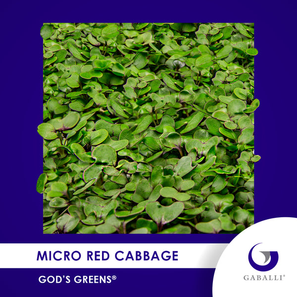 Micro Red Cabbage Individual Grow Kit – GABALLI®